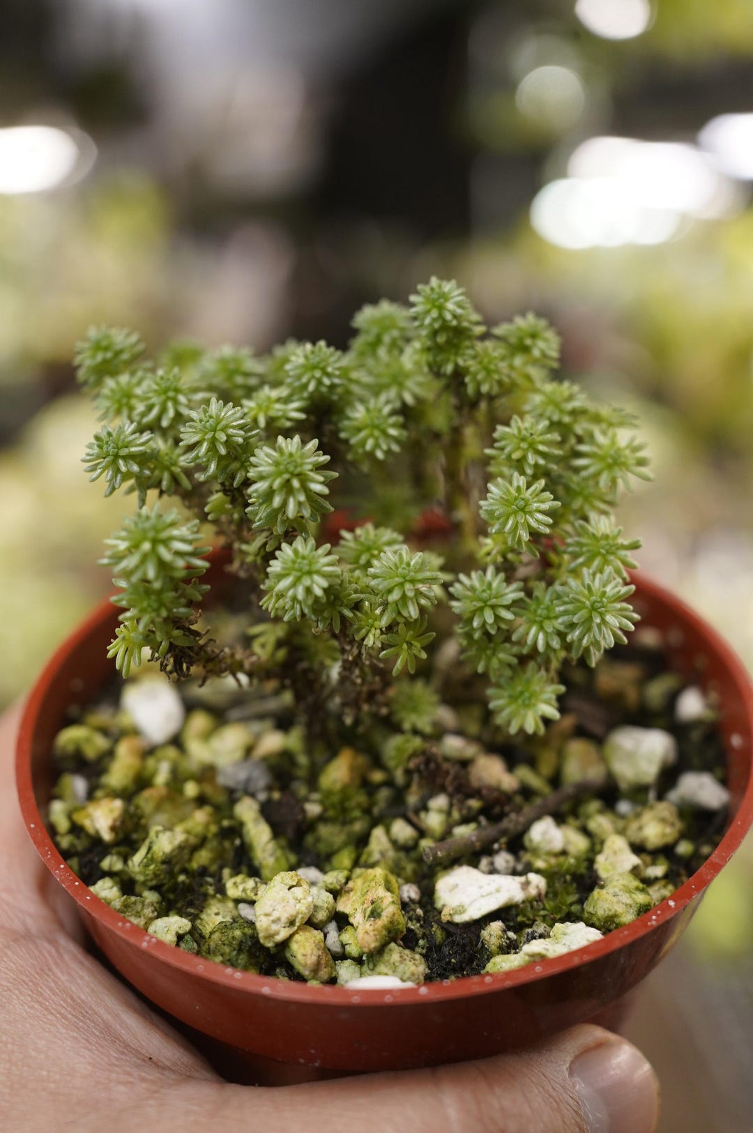 Sedum Multiceps Miniature Joshua Tree 4" Plant Pot Bonsai Start - Etsy
