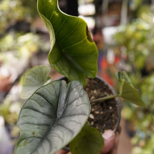 Alocasia Bisma Sp Platinum 4 Plant Pot - Etsy