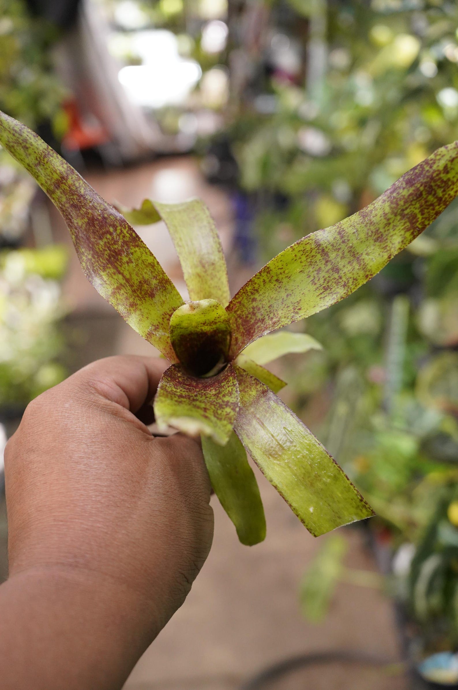 Neoregelia Red Waif Dwarf Bromeliad Cut Offset - Etsy
