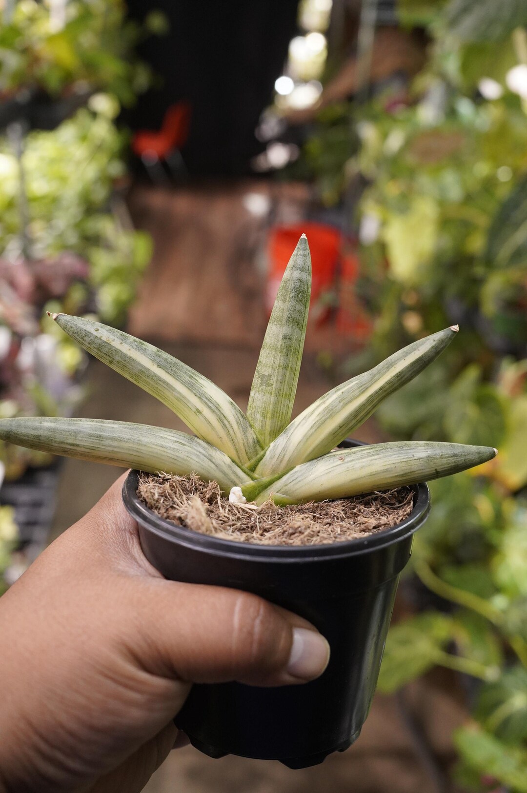 Sansevieria Cylindrica Boncel Variegated 4 Inch Pot - Etsy