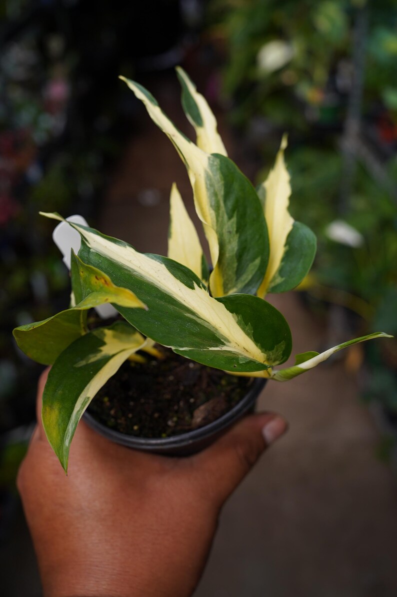 Mutant Manjula Pothos Epipremnum Aureum Single Stem 4" Pot Live Plant ...