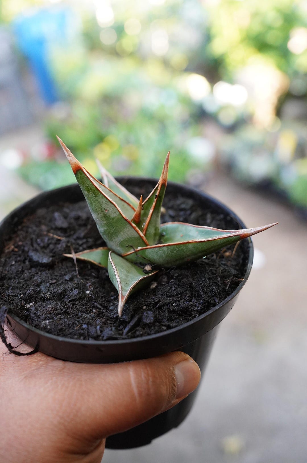 Sansevieria Dracaena Pinguicula 4" Live Walking Snake Plant Pot US ...