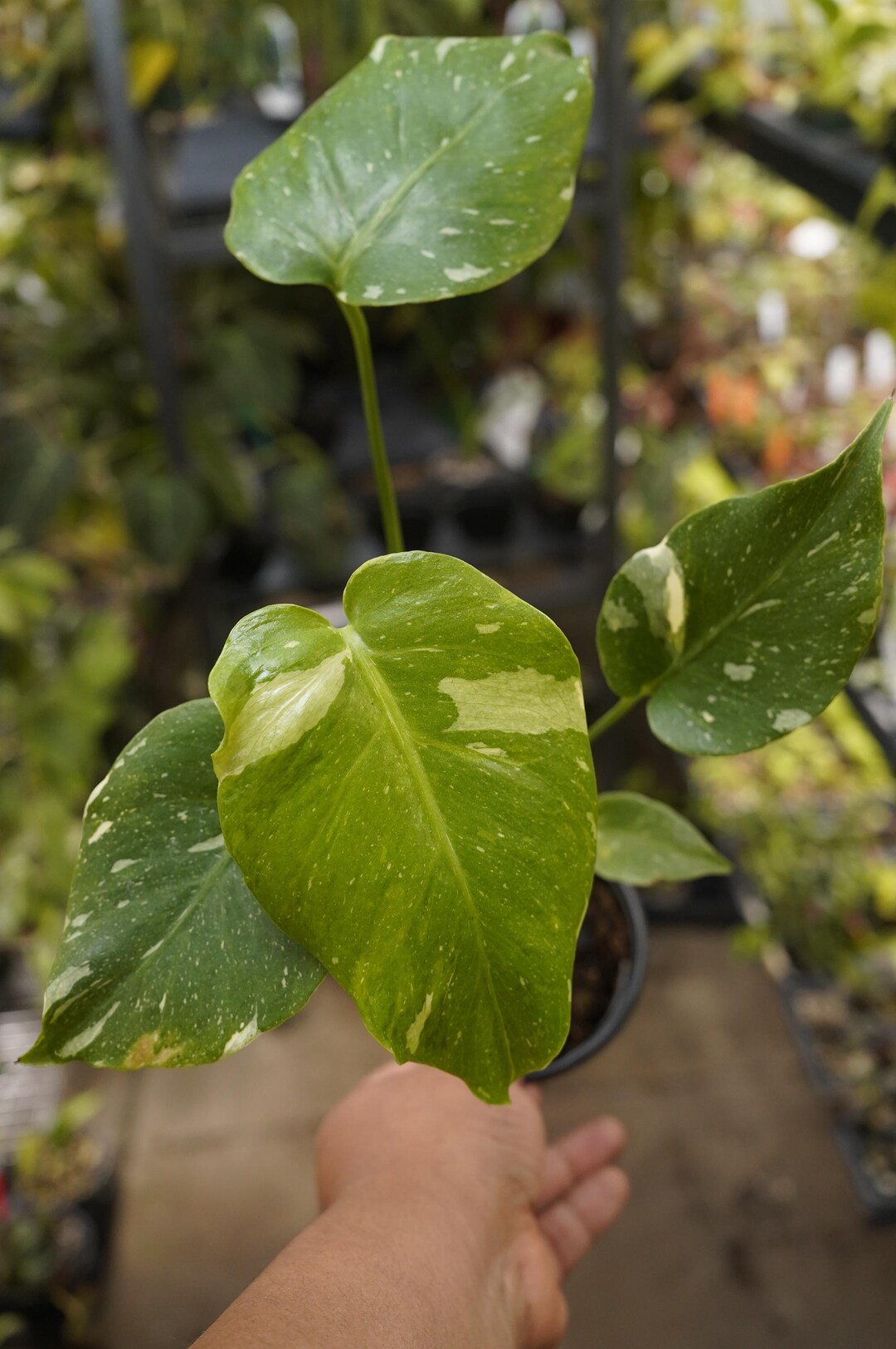 Monstera Tricolor Miracle Green on Green Thai Constellation Overnight ...