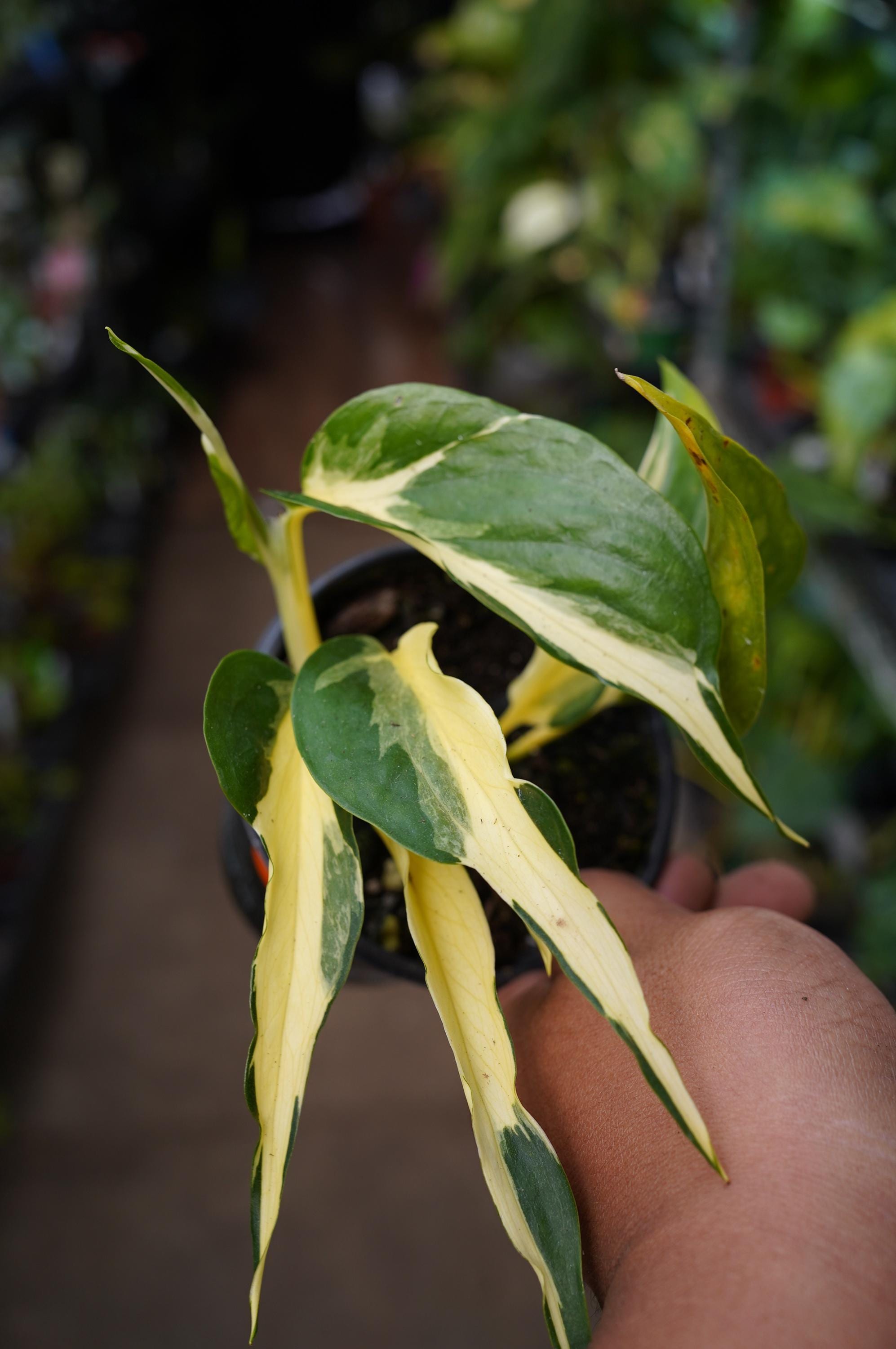 Mutant Manjula Pothos Epipremnum Aureum Single Stem 4" Pot Live Plant ...