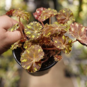 Begonia Tiger Paws 4" Terrarium Plant Eyelash Rhizomatous - Etsy