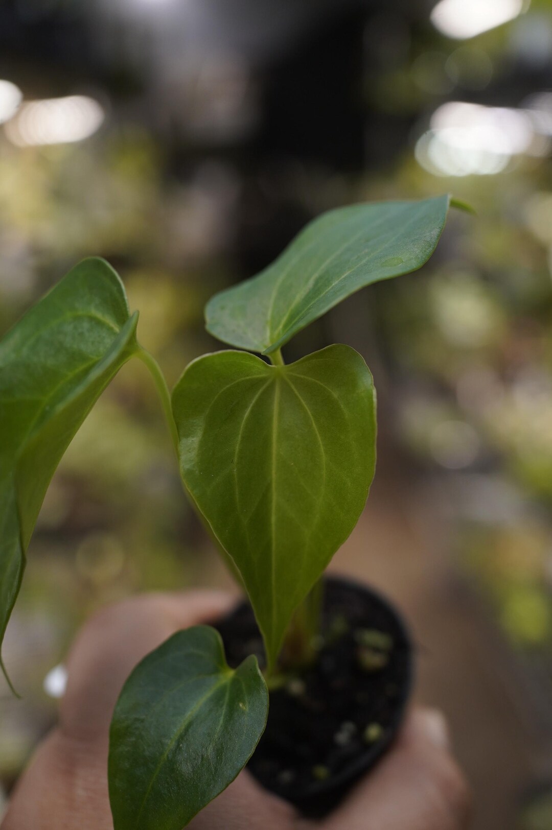 Anthurium Delta Force 2" Pot - Etsy