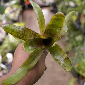 Neoregelia Red Waif Dwarf Bromeliad Cut Offset - Etsy