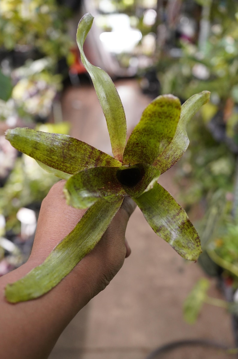 Neoregelia Red Waif Dwarf Bromeliad Cut Offset - Etsy