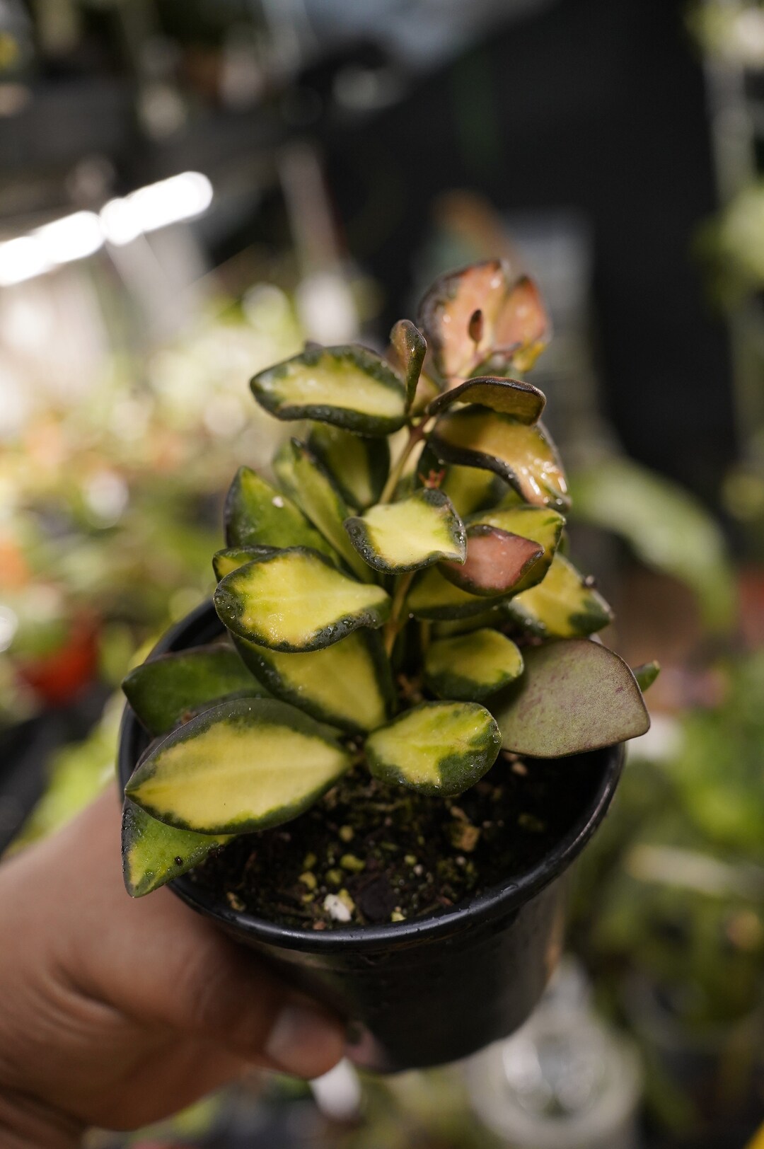 Hoya Burtoniae Ds-70 Variegated 4” Pot - Etsy