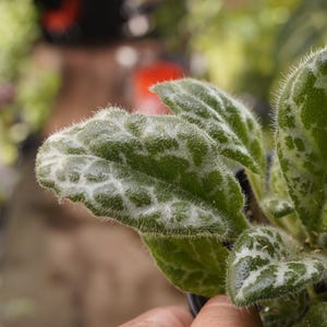 Primulina Dryas Pretty Turtle 4 Inch Pot - Etsy