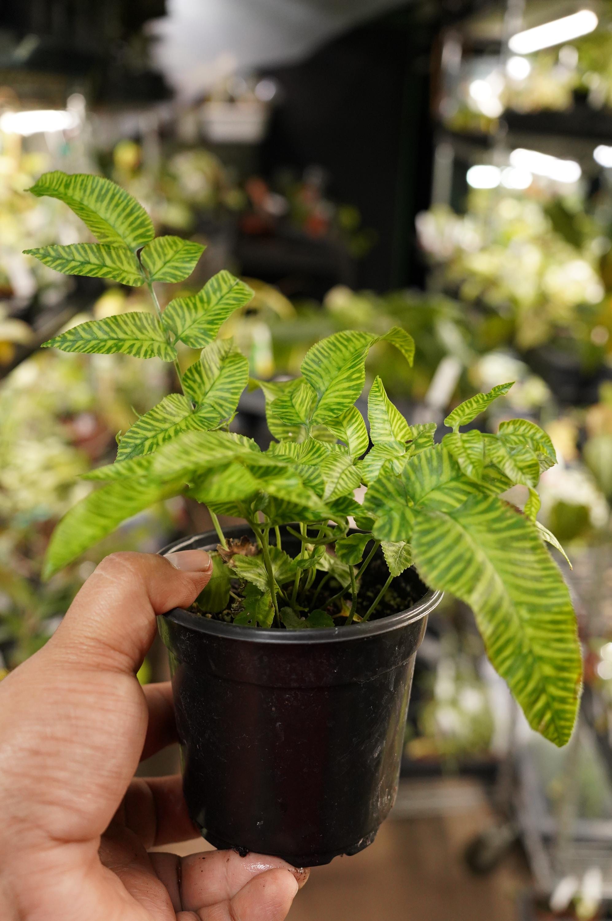 Coniogramme Emeiensis Golden Zebra Bamboo Fern 4" Live Plant Pot - Etsy