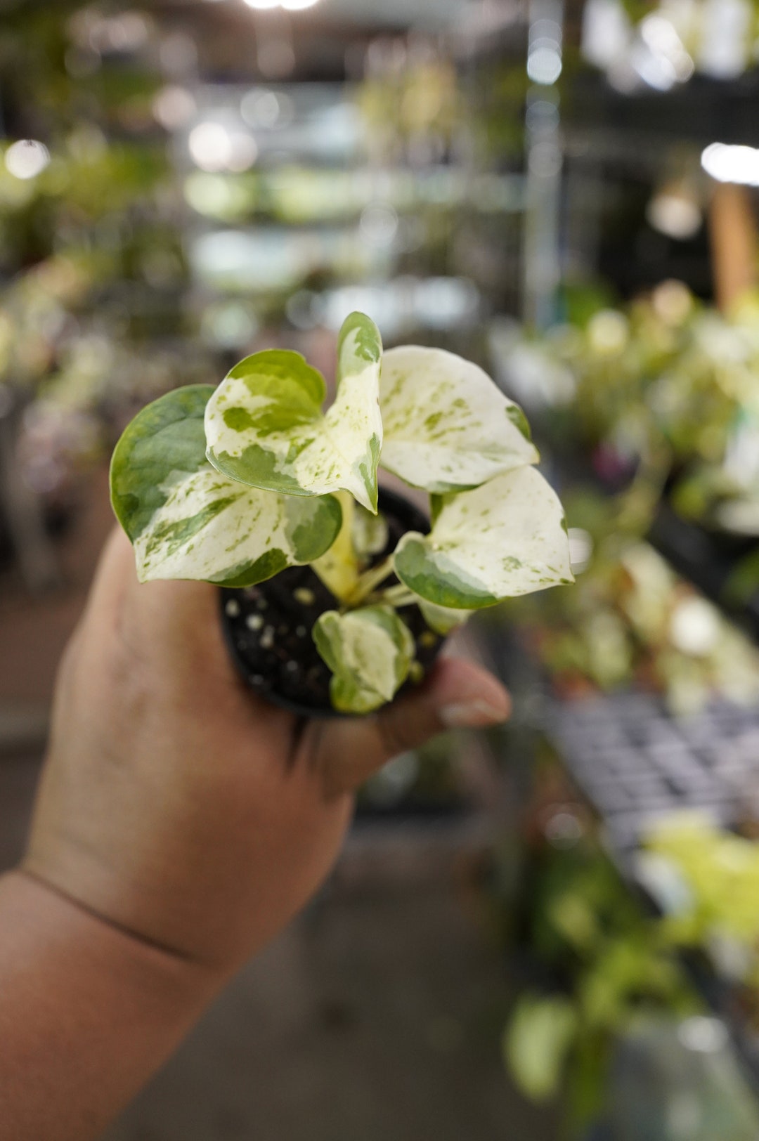 Manjula Pothos Epipremnum Aureum 2 Inch Starter Pot - Etsy