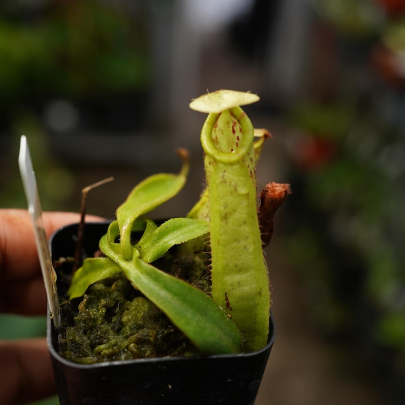 Nepenthes Plant Pot - Etsy