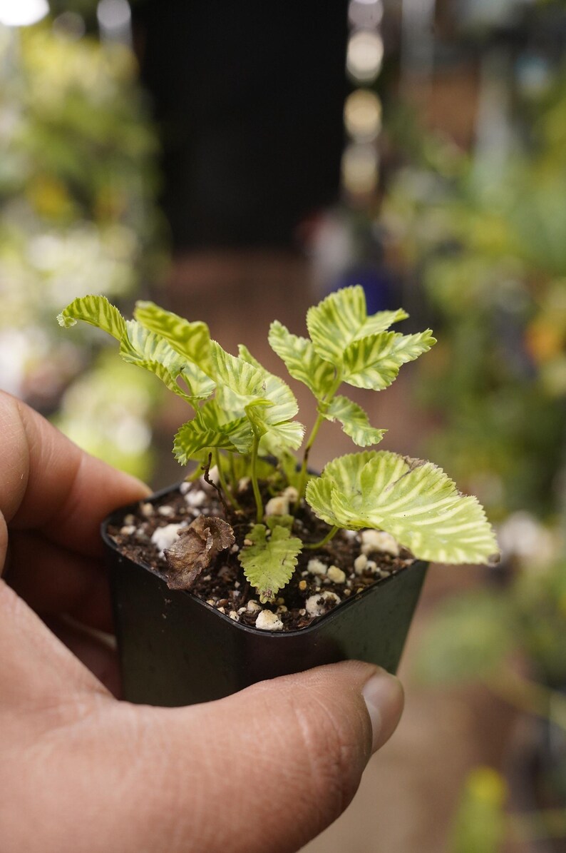 Coniogramme Emeiensis Golden Zebra Bamboo Fern 2" Starter Pot - Etsy