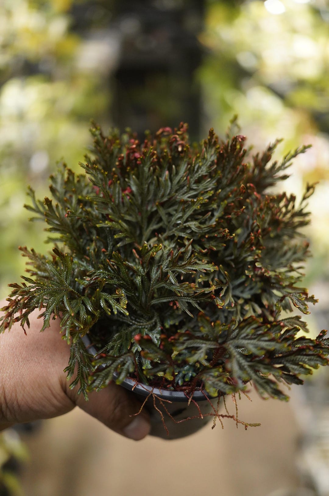 Selaginella Erythropus Sanguinea Ruby Red Terrarium Moss 4.5 Pot Plant ...