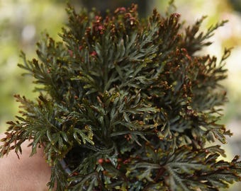 Flowerpotnursery Ruby Red Spikemoss Selaginella Erythropus Sanguinea 4 ...