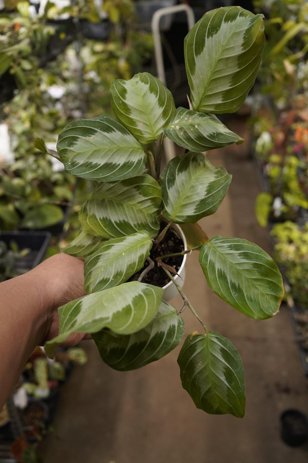 Maranta Leuconeura Silver Band Prayer Plant 4 Plant Pot - Etsy