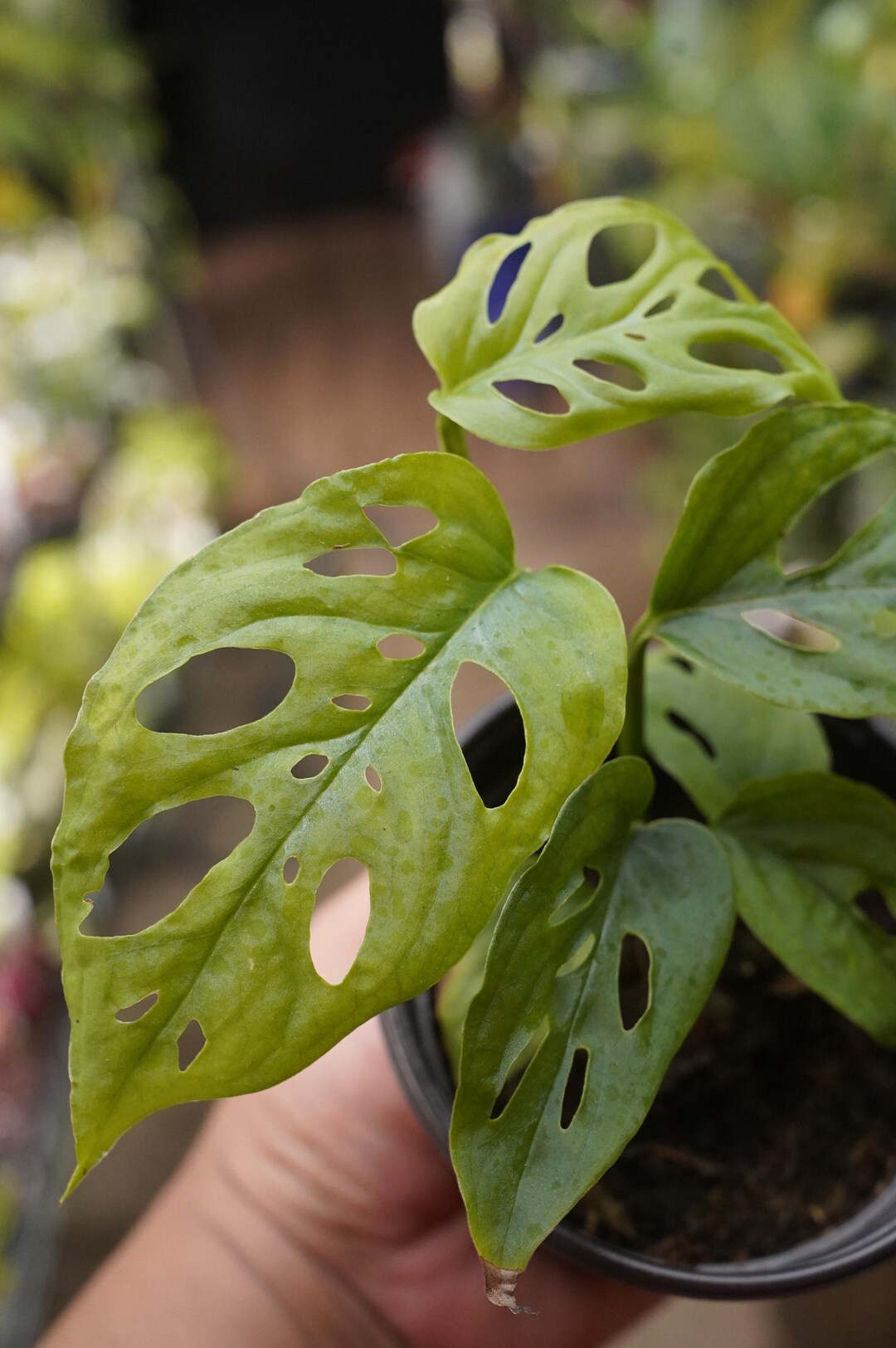 Monstera Obliqua Var. Expilata 4 Inch Plant Pot - Etsy