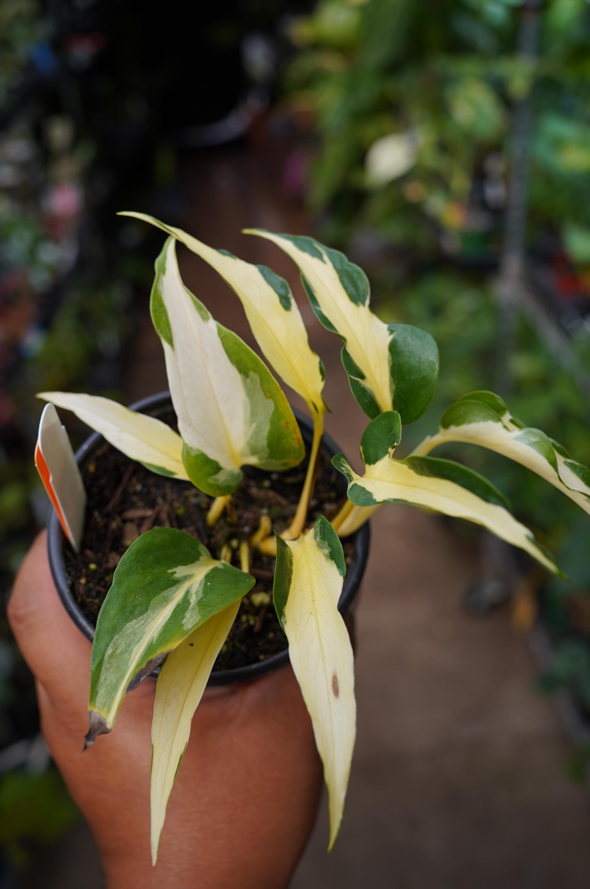 Mutant Manjula Pothos Epipremnum Aureum Single Stem 4" Pot Live Plant ...