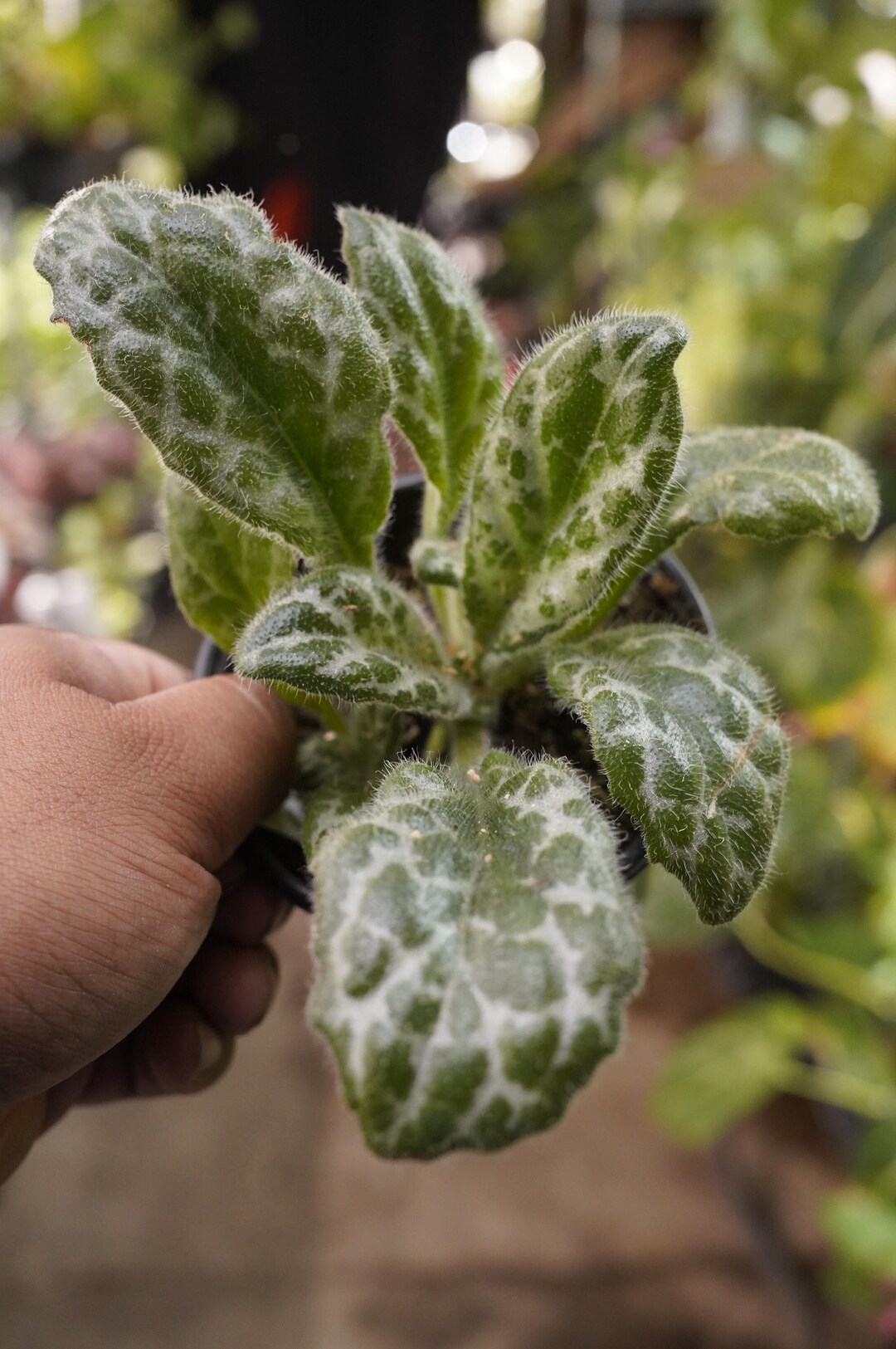 Primulina Dryas Pretty Turtle 4 Inch Pot - Etsy