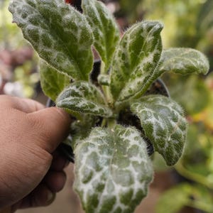 Primulina Dryas Pretty Turtle 4 Inch Pot - Etsy