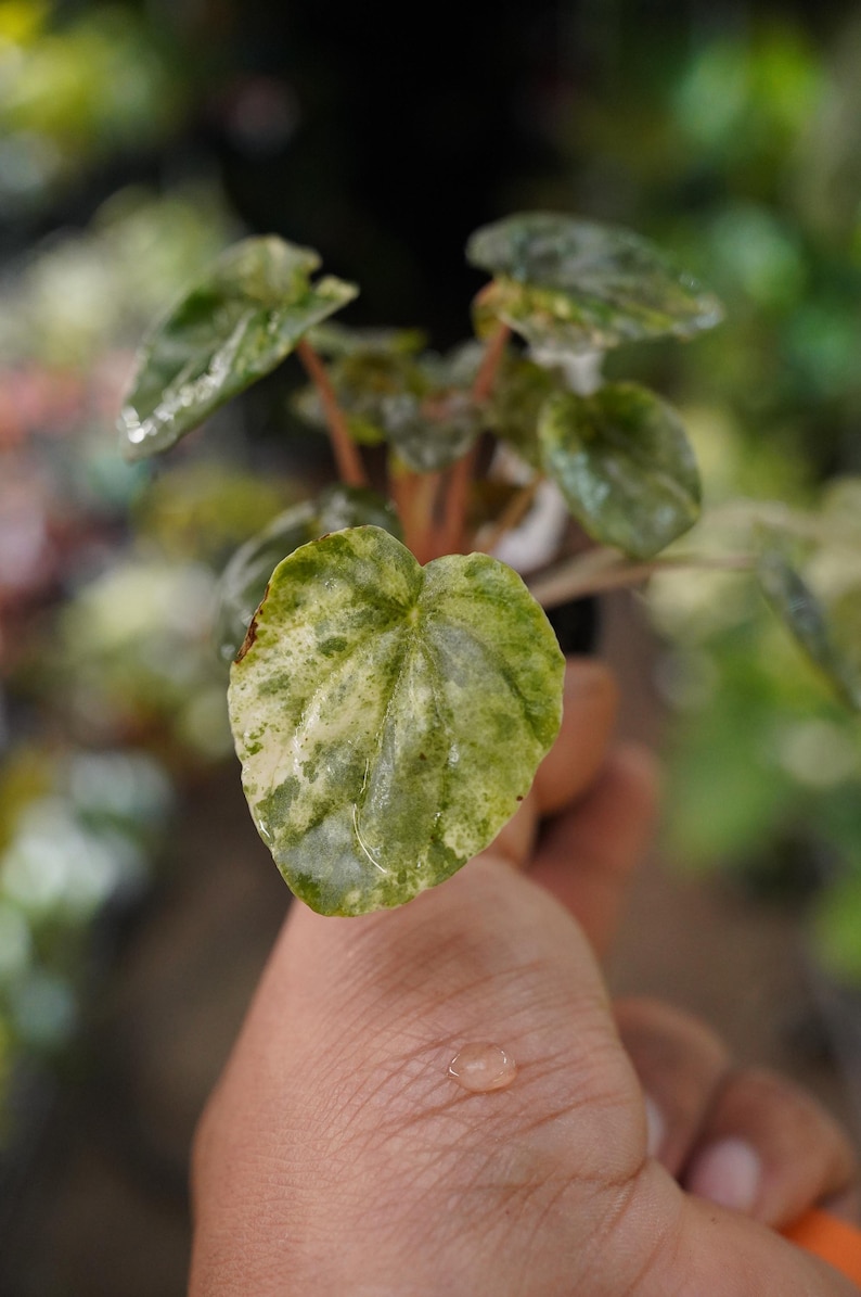 Pink Lady Peperomia Caperata Marble Freckled 2" Pot US Seller ...