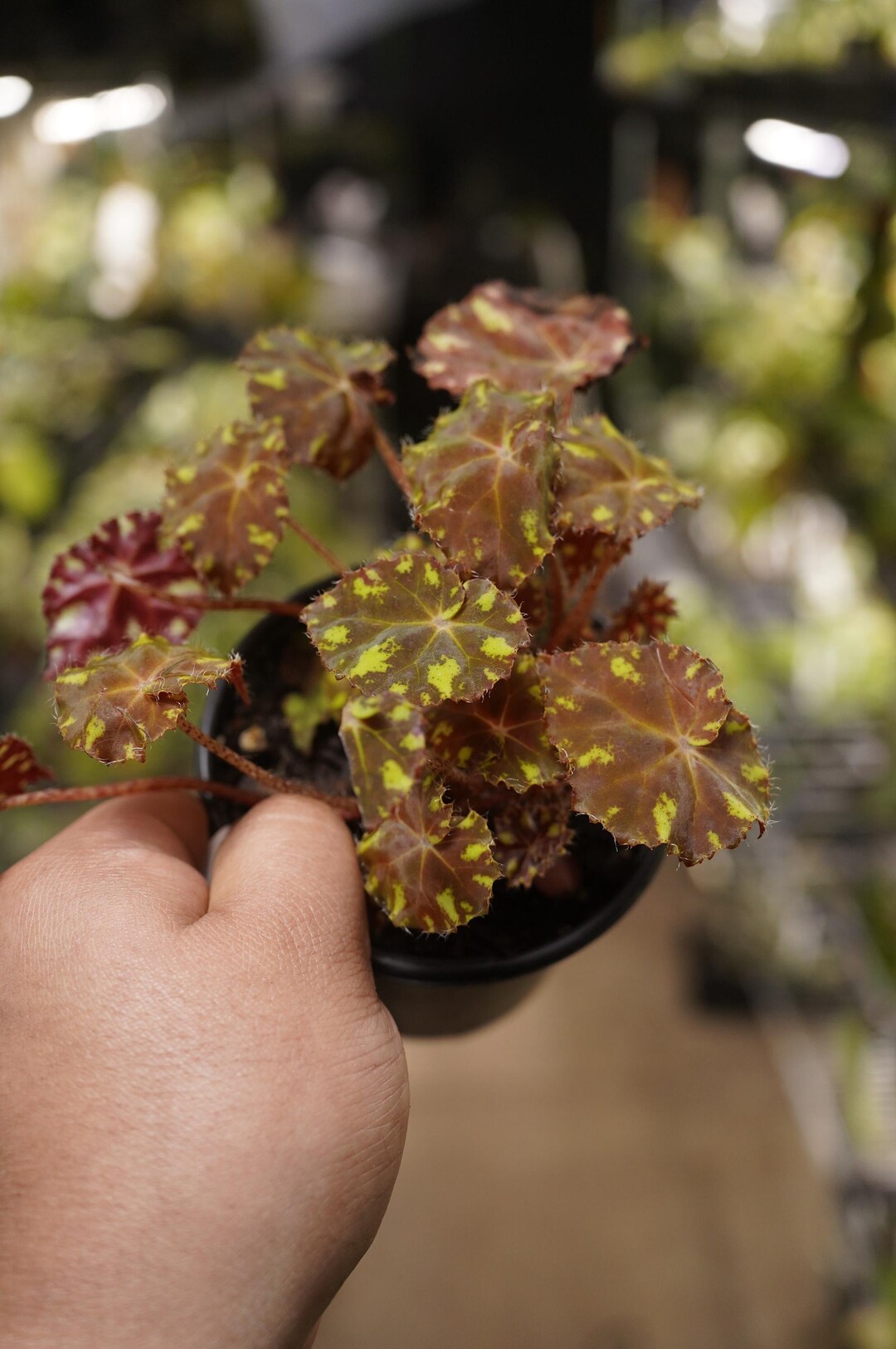 Begonia Tiger Paws 4" Terrarium Plant Eyelash Rhizomatous - Etsy