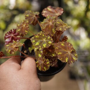 Begonia Tiger Paws 4" Terrarium Plant Eyelash Rhizomatous - Etsy