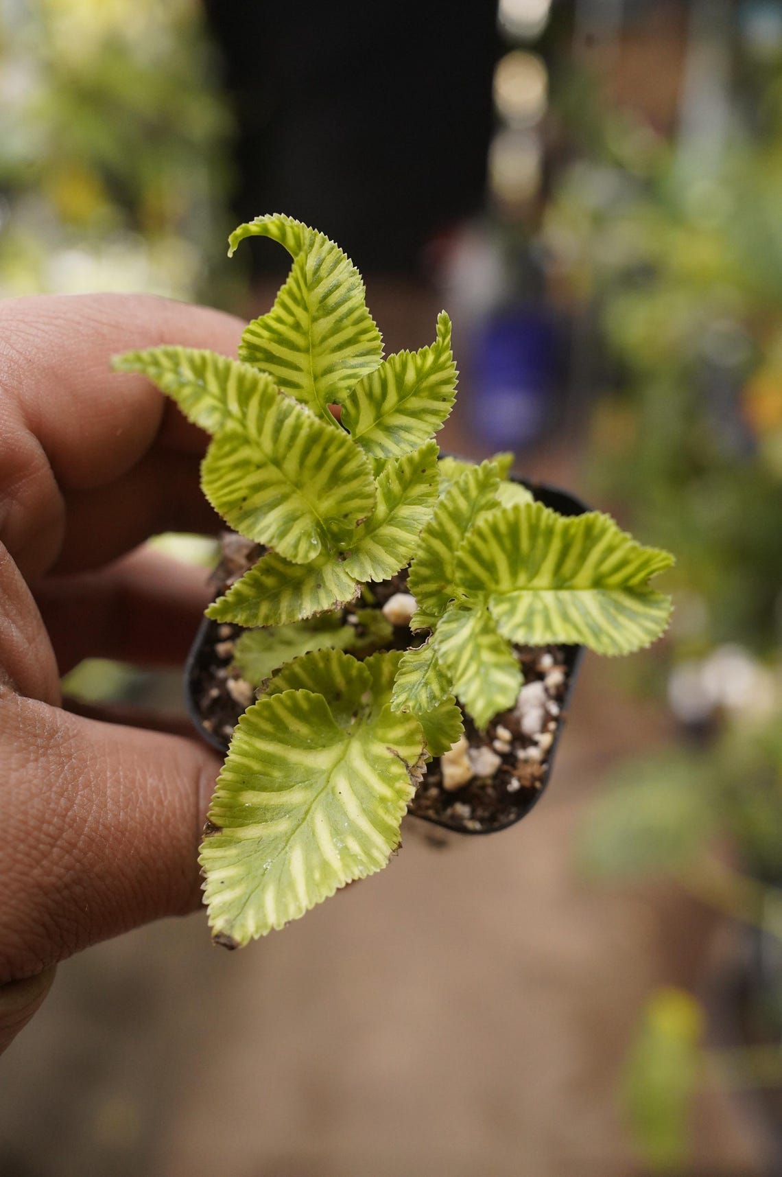 Coniogramme Emeiensis Golden Zebra Bamboo Fern 2" Starter Pot - Etsy