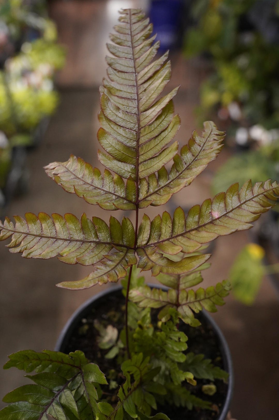 Pteris Quadriaurita Tricolor Fern Plant 4 Pot - Etsy