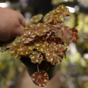 Begonia Tiger Paws 4" Terrarium Plant Eyelash Rhizomatous - Etsy