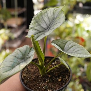Alocasia Bisma Sp Platinum 4 Plant Pot - Etsy