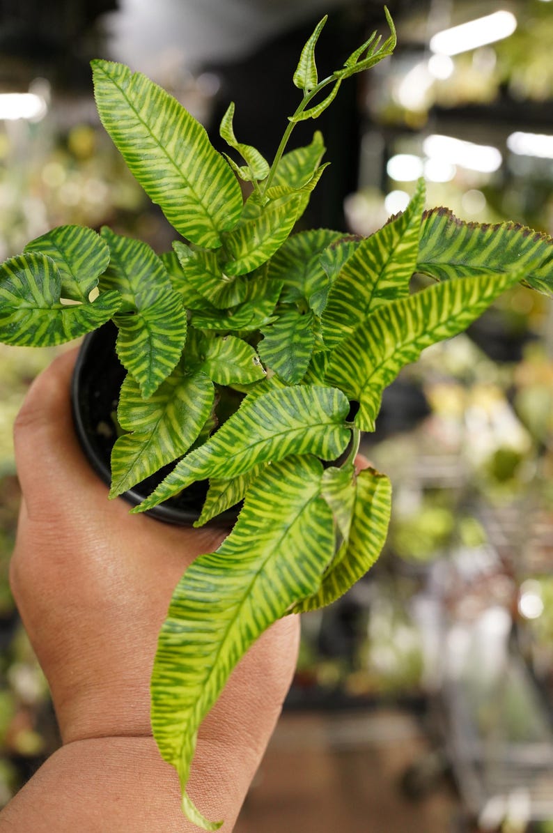Coniogramme Emeiensis Golden Zebra Bamboo Fern 4" Live Plant Pot - Etsy
