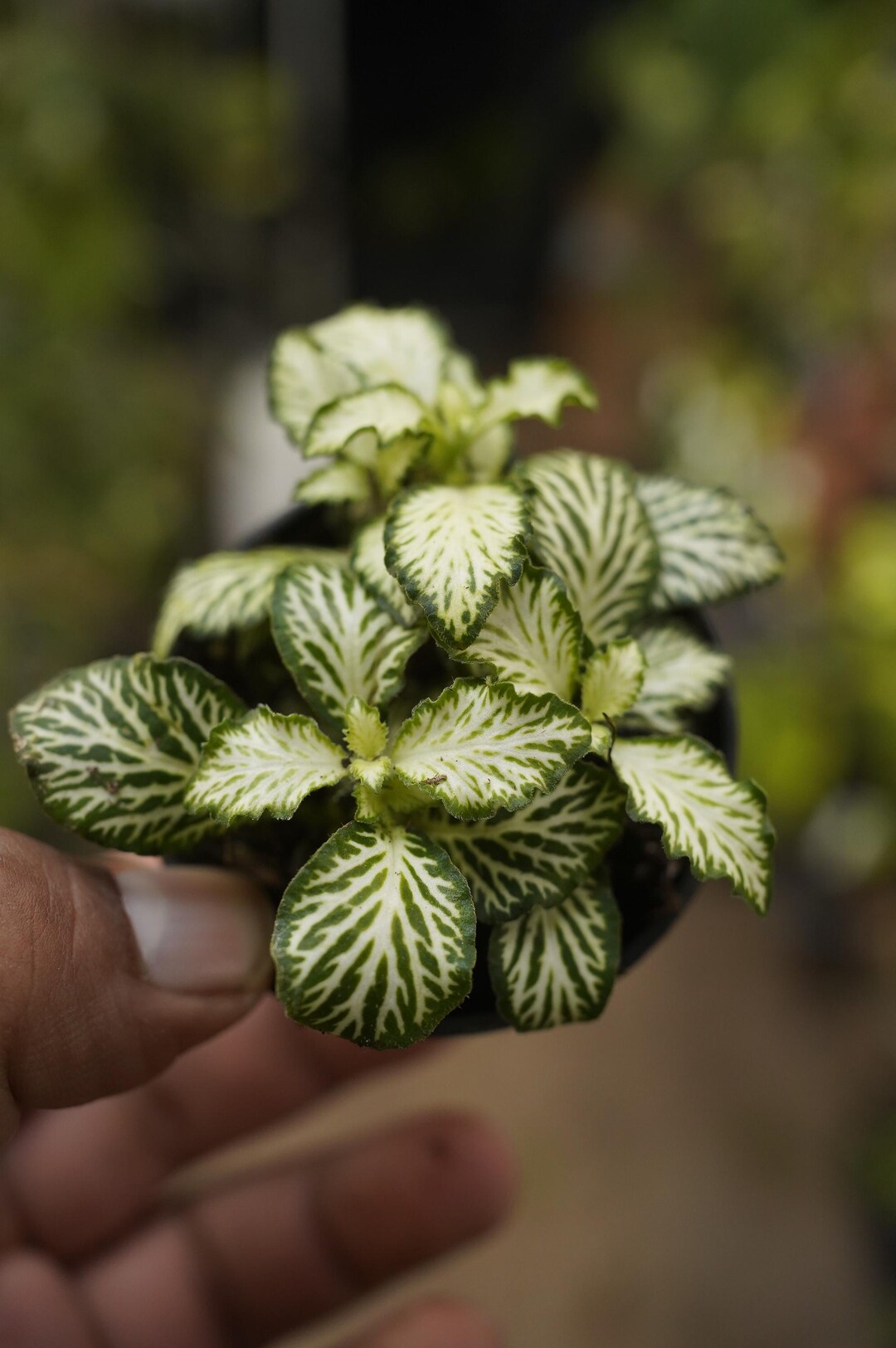 Fittonia White Tiger Nerve Terrarium Plant 2" Starter Plant Pot - Etsy