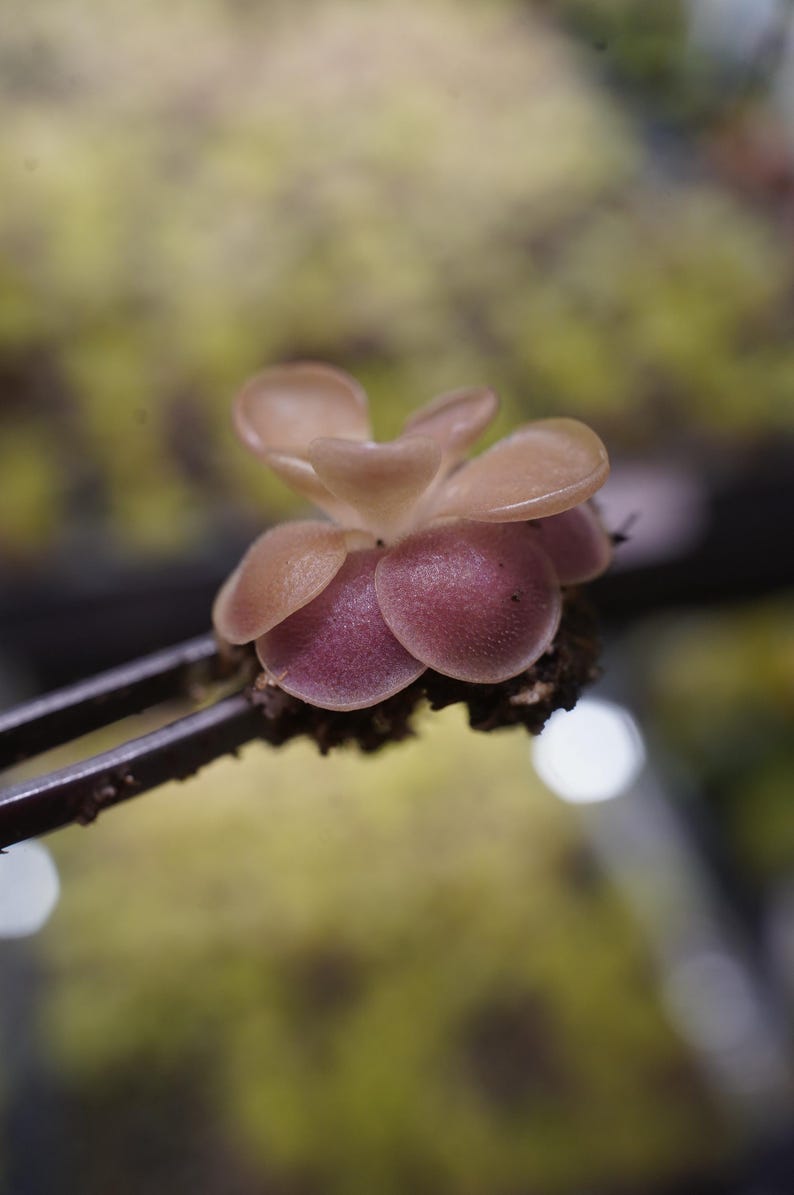 Pinguicula Weser Butterwort Carnivorous Plant Bare Root Starter - Etsy