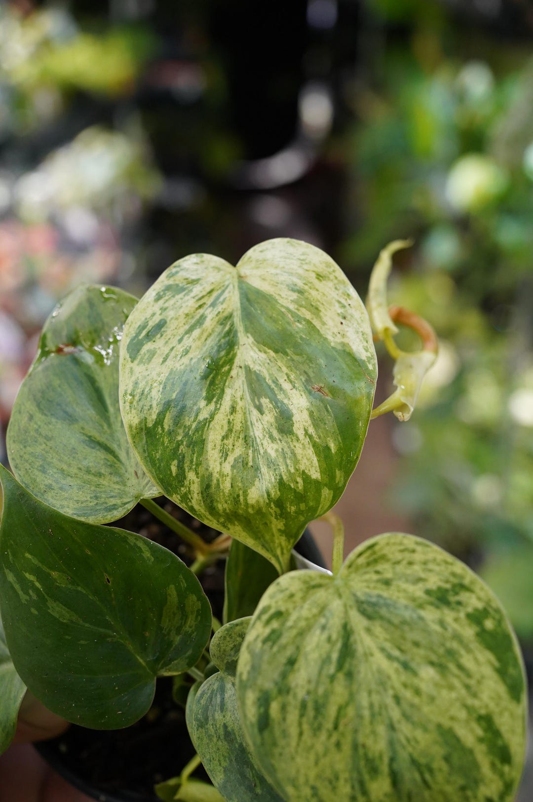 Philodendron Heartleaf Variegated Hederaceum in 4" Live Plant Pot US ...