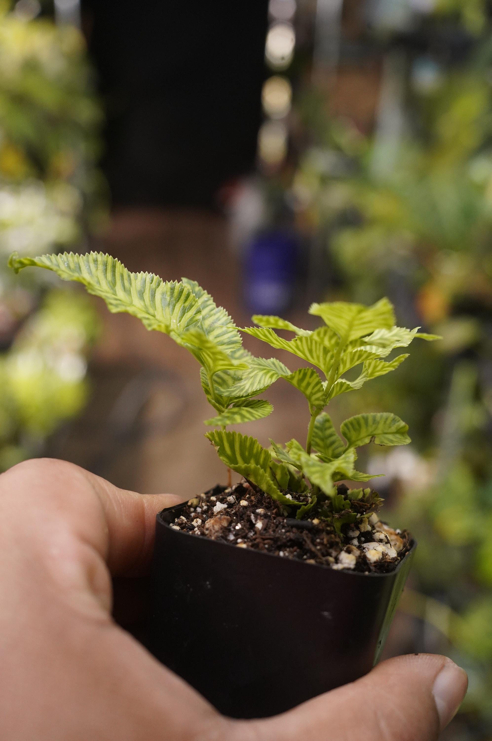 Coniogramme Emeiensis Golden Zebra Bamboo Fern 2" Starter Pot - Etsy