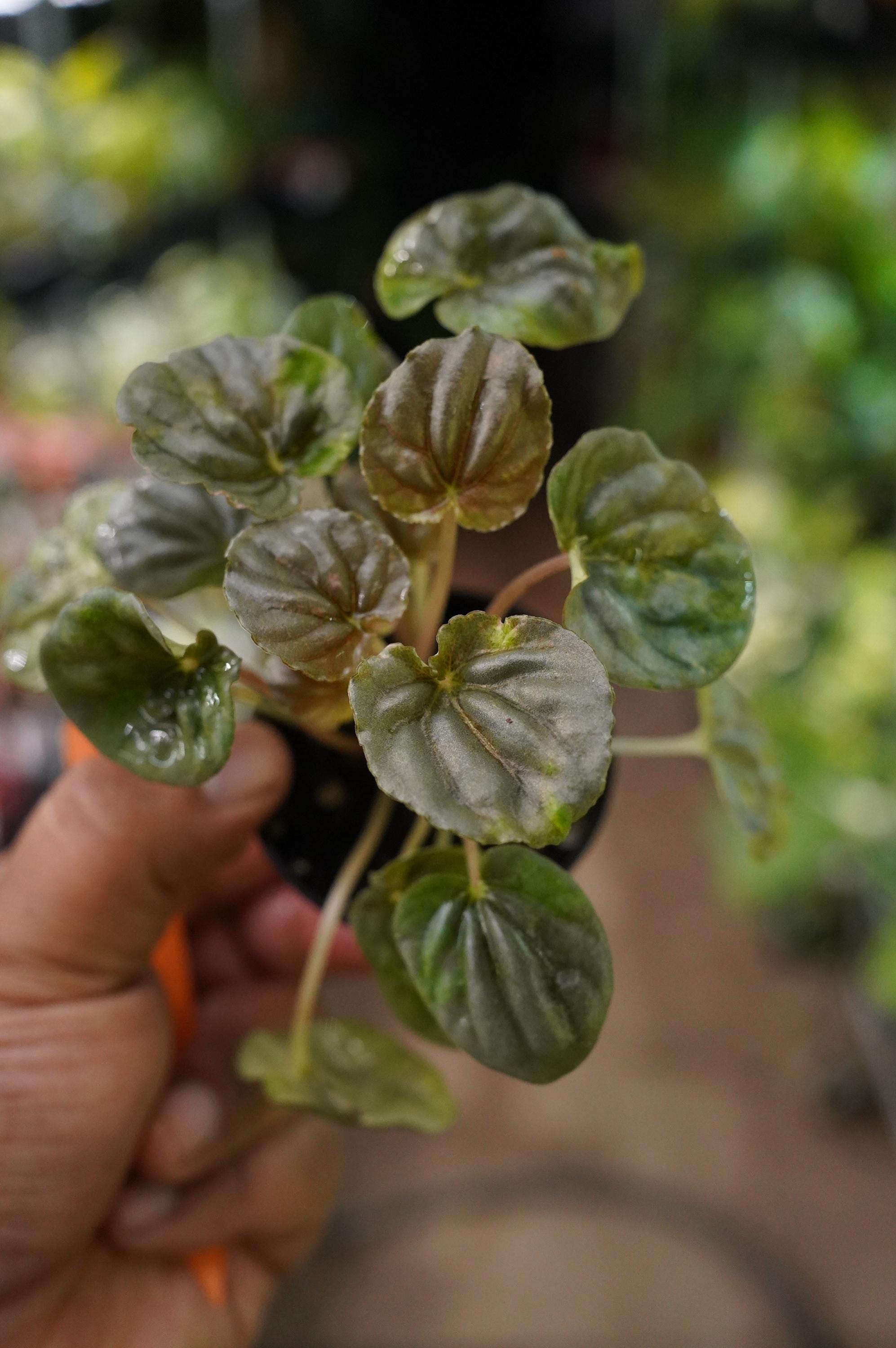 Pink Lady Peperomia Caperata Marble Freckled 2" Pot US Seller ...
