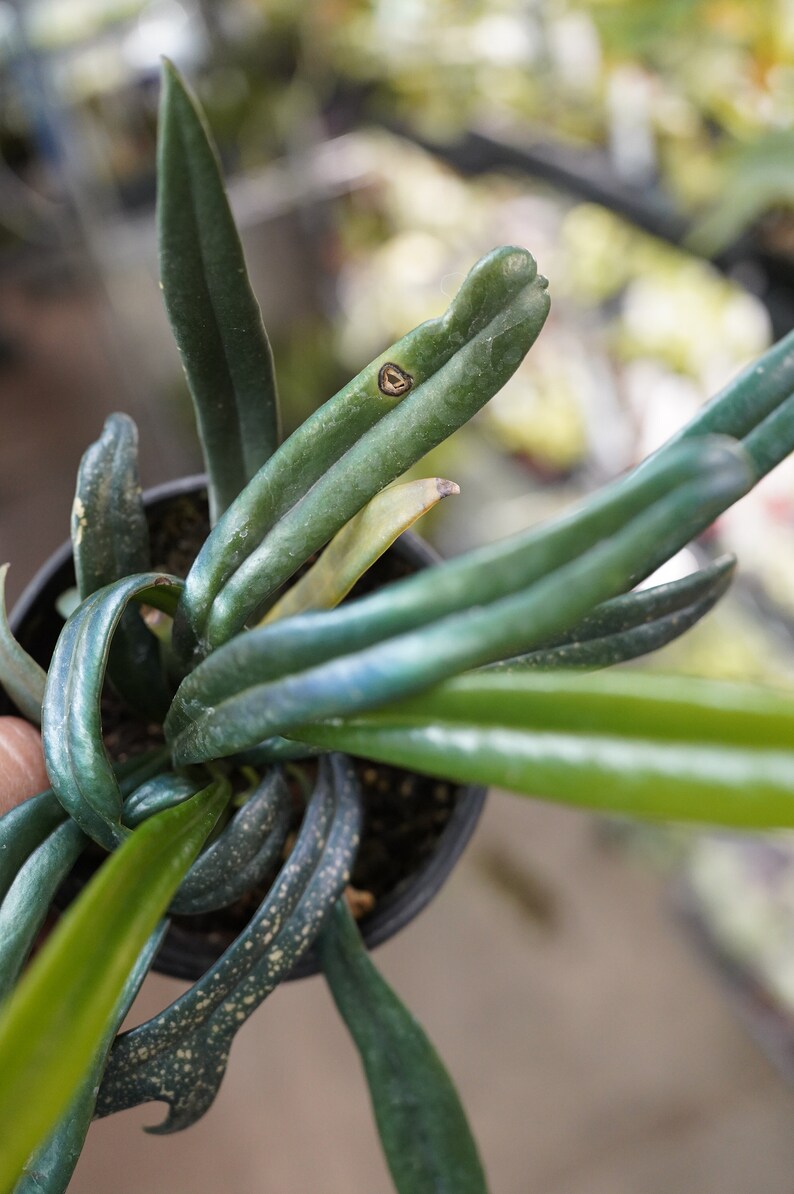 Exact Plant Microsorum Thailandicum Blue Oil Fern 4 Inch Pot - Etsy