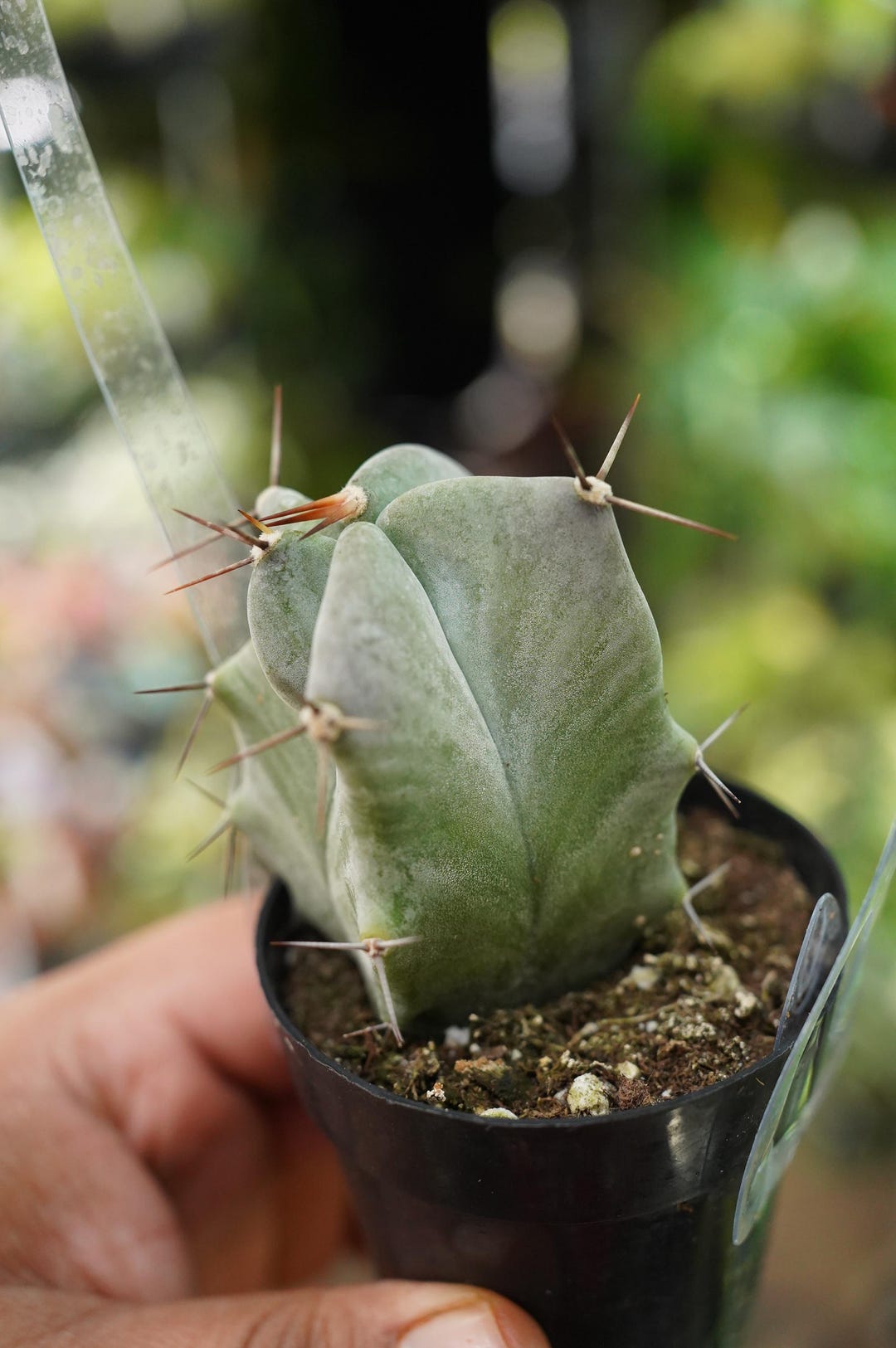Ghost Organ Cactus Stenocereus Pruinosus 2.5" Pot Live Plant US Seller ...