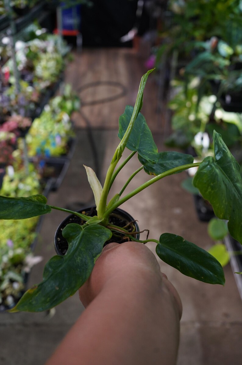 Philodendron Golden Dragon Marble Mottled Variegated 4" Live Plant Pot ...