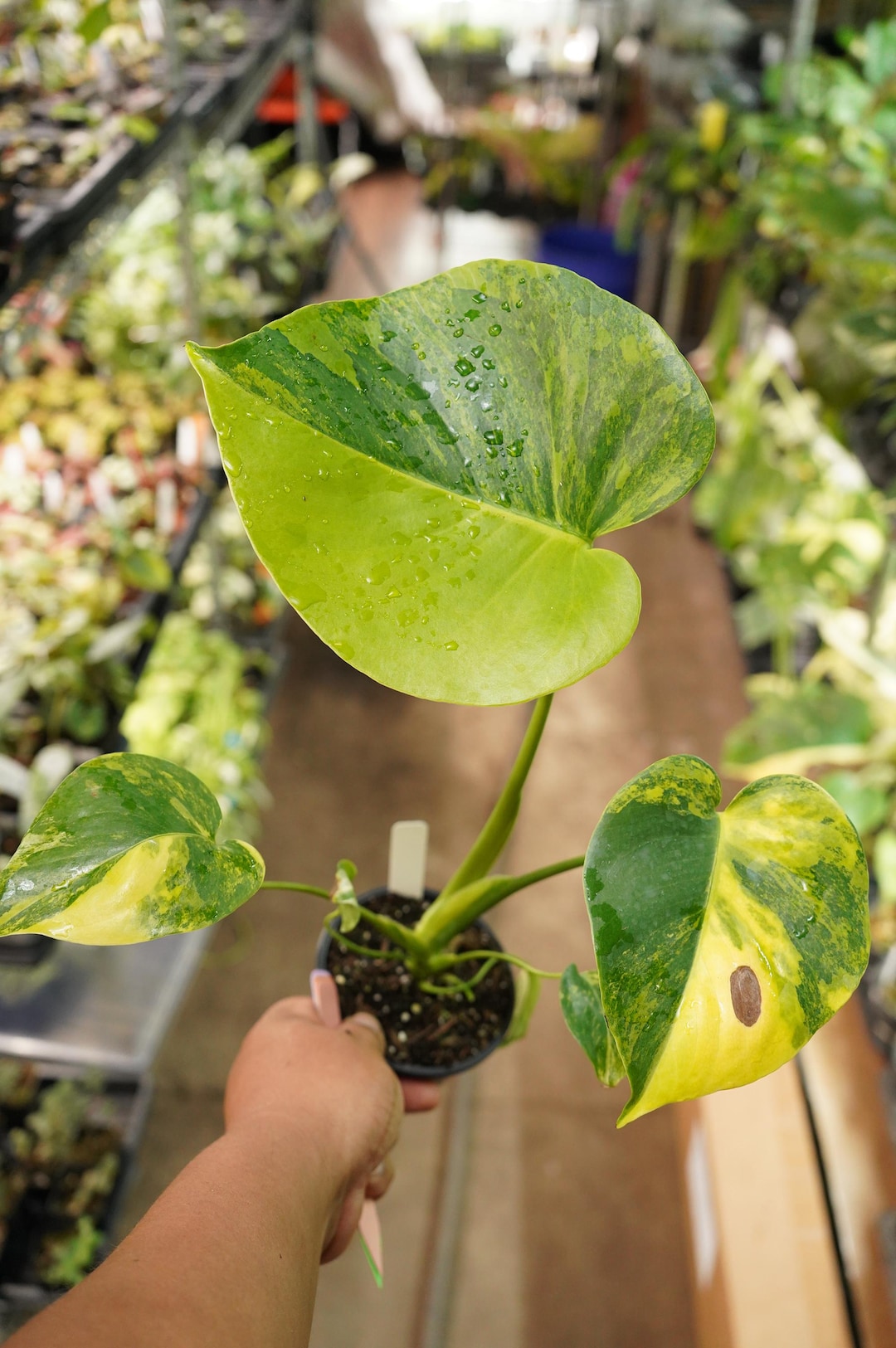 Monstera Aurea Variegated Deliciosa Large Form 4" Plant Marble US ...