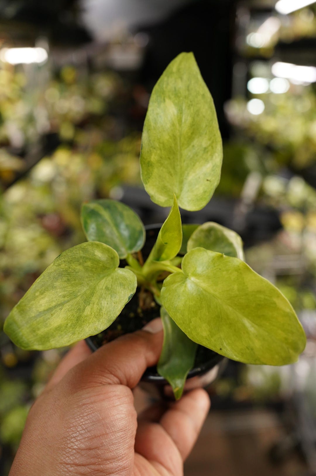 Philodendron Bob Cee Variegated 4" Live Plant Pot Mottled Mint - Etsy