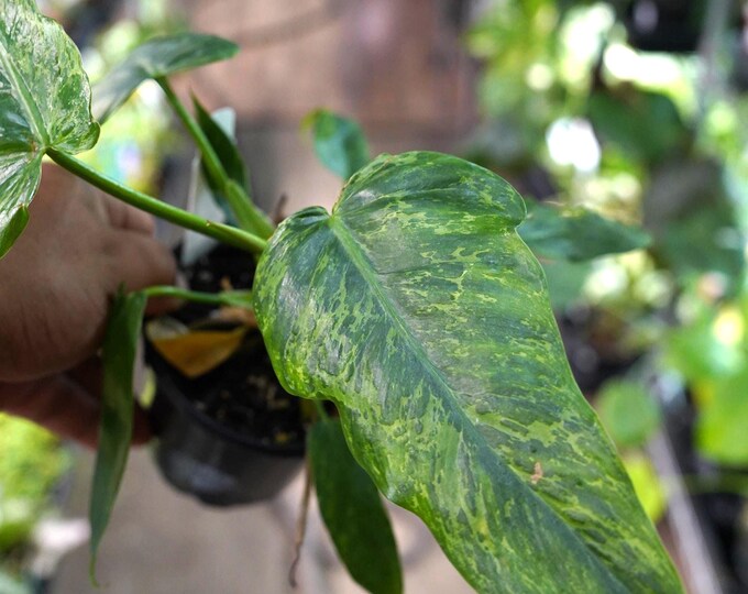Philodendron Golden Dragon Marble Mottled Variegated 4" Live Plant Pot ...