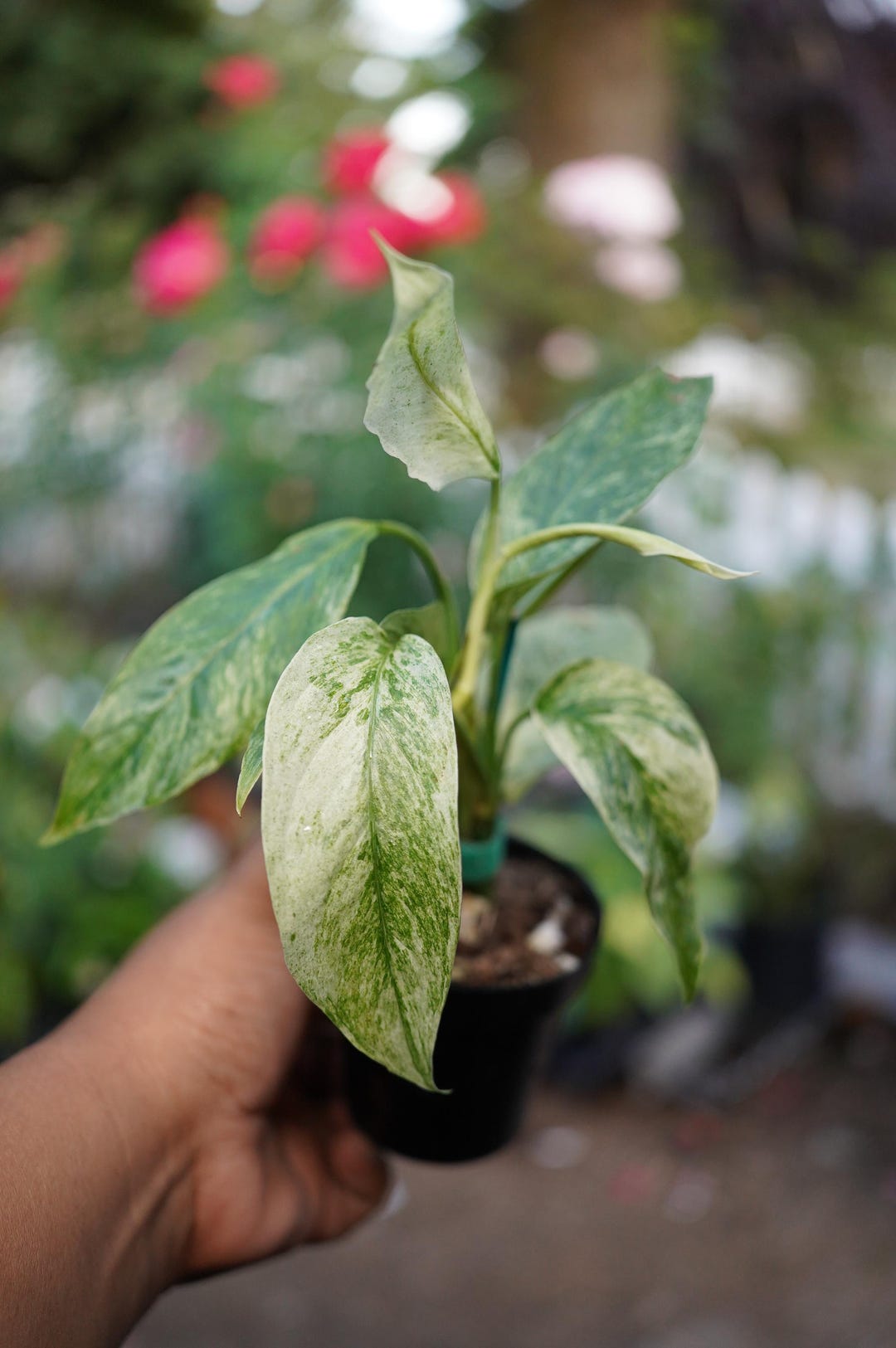 Monstera Laniata Variegated 3" Live Plant Pot US Seller Mint. - Etsy