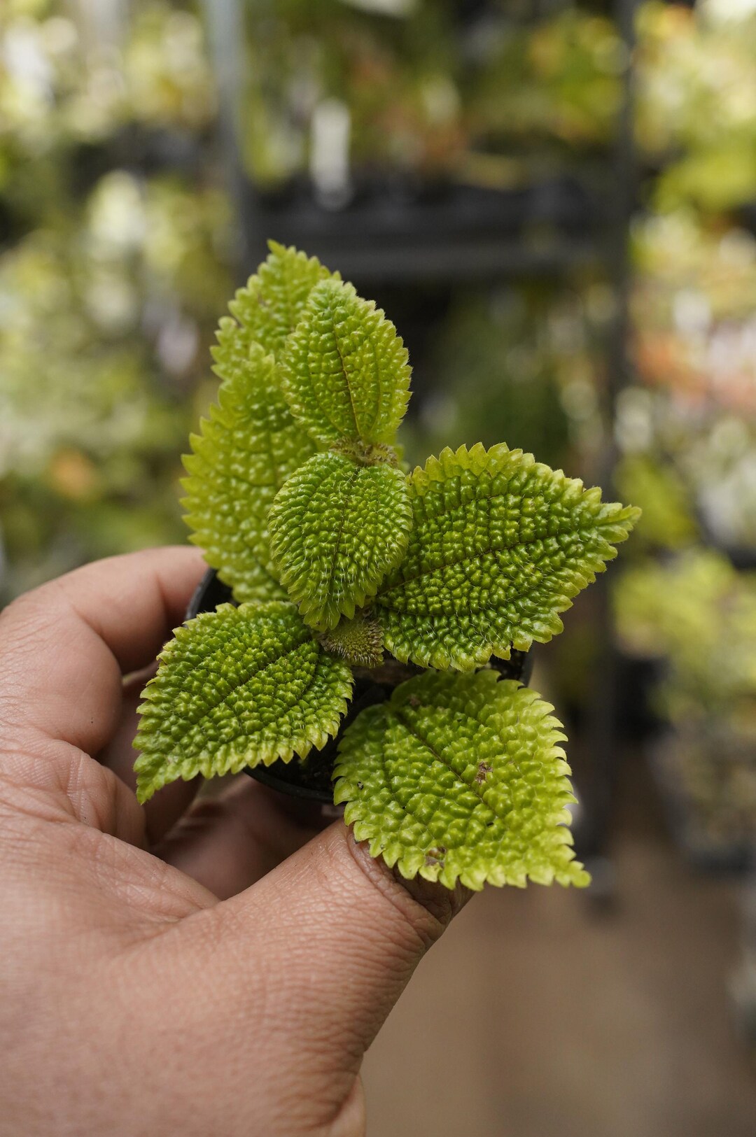 Pilea Moon Valley Friendship Plant Terrarium 2" Pot Live Plant US ...