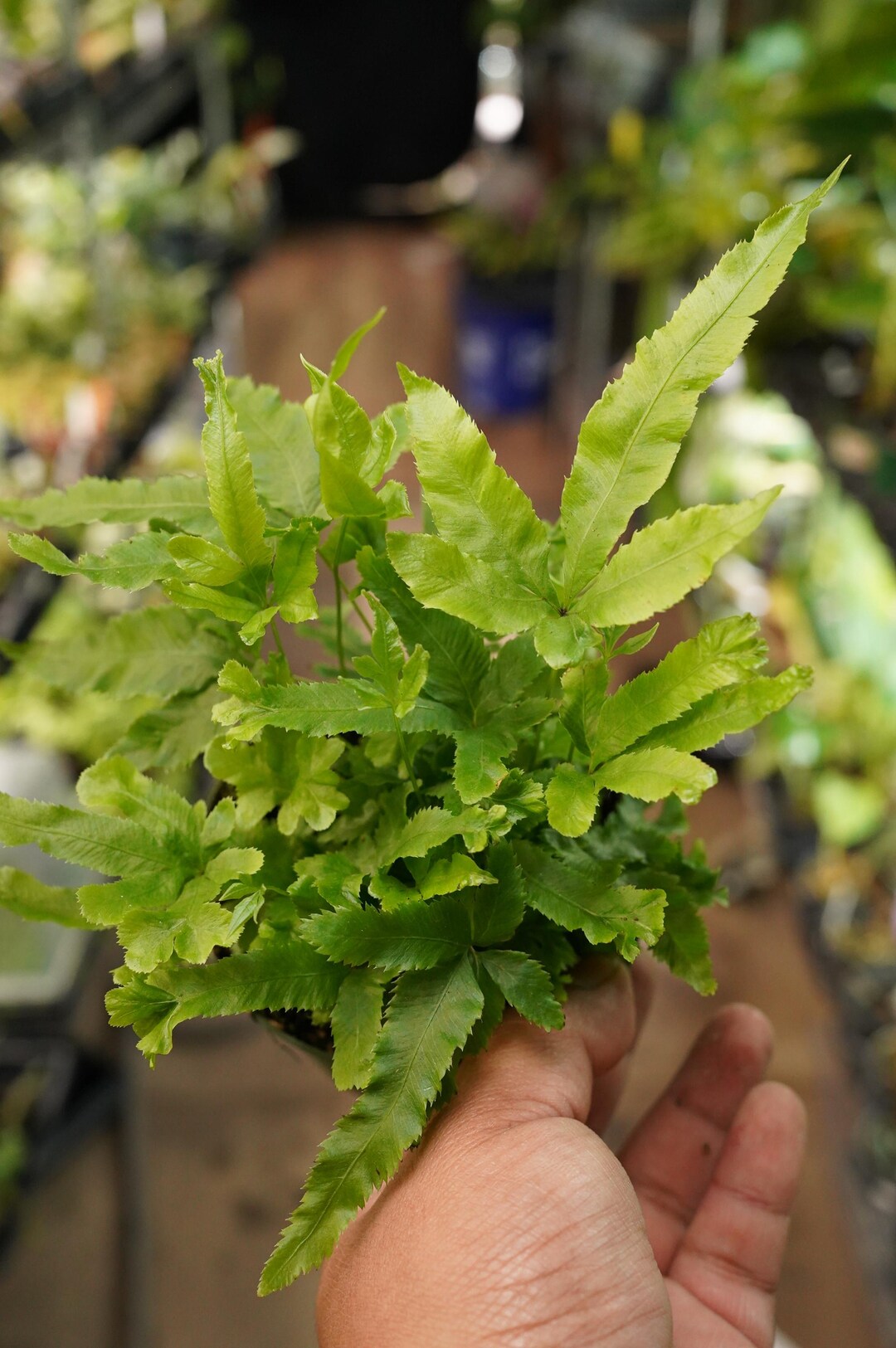 Cretan Brake Fern Pteris Cretica Roweri 4" Live Plant Pot US Seller - Etsy