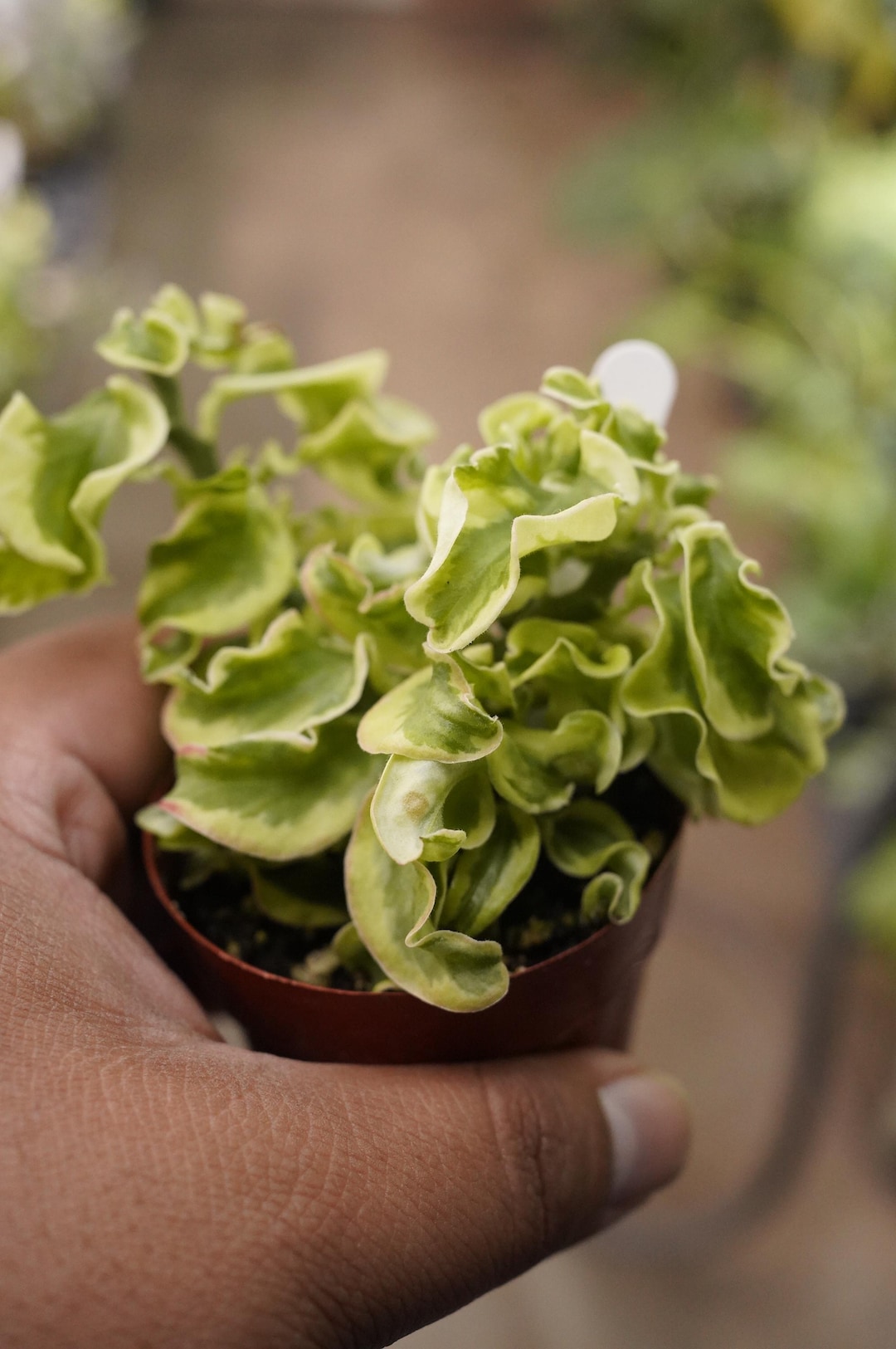 Pedilanthus Tithymaloides Curly Pink Devil's Backbone 3 Inch Pot - Etsy
