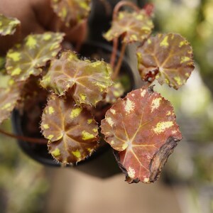 Begonia Tiger Paws 4" Terrarium Plant Eyelash Rhizomatous - Etsy