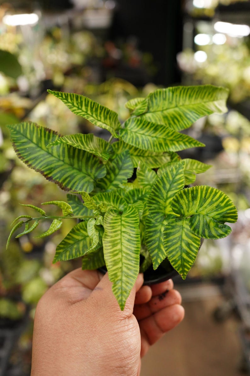 Coniogramme Emeiensis Golden Zebra Bamboo Fern 4" Live Plant Pot - Etsy